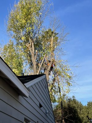JOHNSON TREE SERVICE - Updated October 2025 - 31 Photos & 42 Reviews - 401 Montana St, Monrovia ...