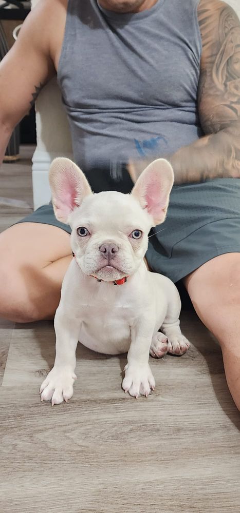 WOOF HOUSE - Updated October 2025 - 10 Reviews - Orlando, Florida - Pet ...