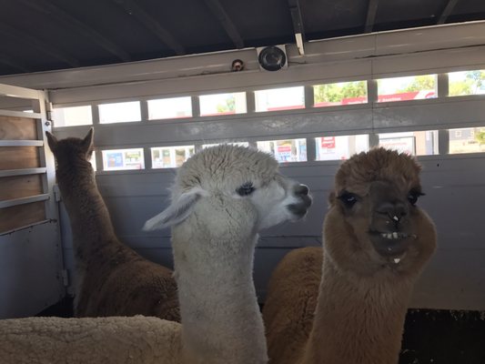 DOUBLE J TRAILERS - Updated August 2025 - 17 Photos & 14 Reviews - 112 ...