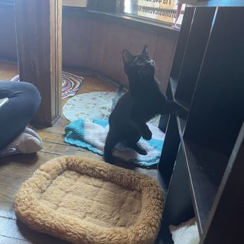 THE BISCUIT FACTORY CAT LOUNGE - Updated December 2025 - 40 Photos & 10 ...