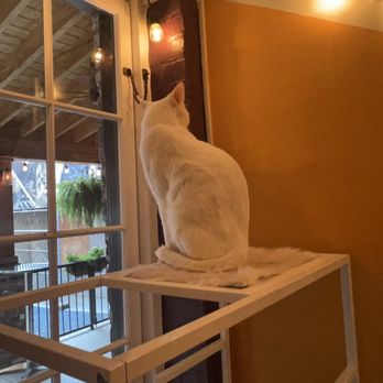 MAC TABBY CAT CAFE - Updated January 2025 - 77 Photos & 21 Reviews - 25 ...