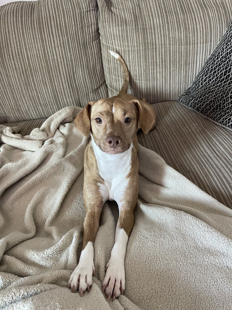 PRICELESS PET RESCUE - COSTA MESA - Updated February 2025 - 62 Photos ...