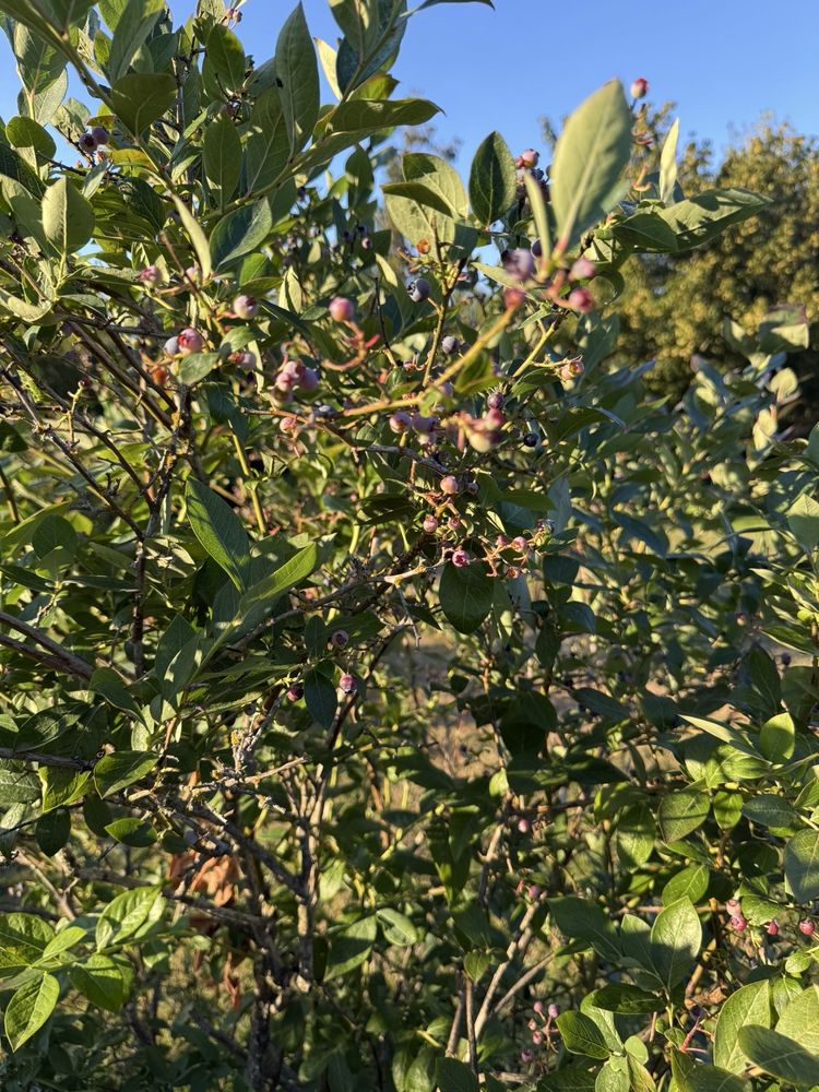 BLUEBERRY PARK - Updated December 2025 - 10 Photos - 737 Sylvan Way ...