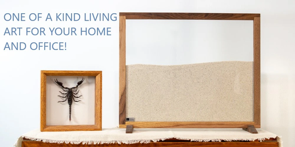 WALL COLONY DESIGNER ANT FARMS - Updated September 2025 - 10 Photos ...