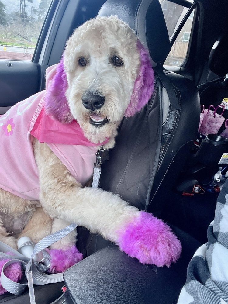 SASSY POOCH & KITTY TOO - Updated June 2026 - 23 Photos & 68 Reviews ...