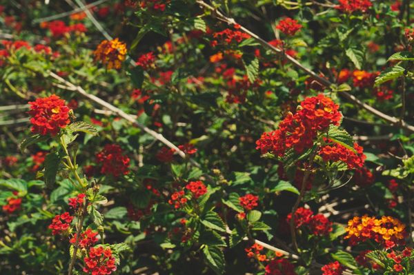 UCR BOTANIC GARDENS - 584 Photos & 120 Reviews - 1 Botanic Gardens Dr ...