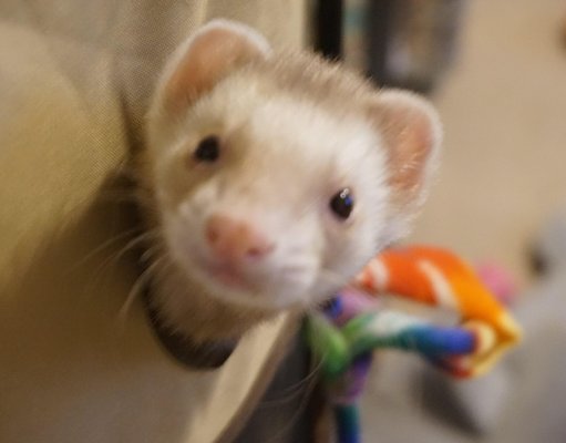 ANGEL FERRET SHELTER SERVICES - Updated September 2024 - 19 Photos & 12 ...