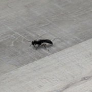 ARTERIX PEST CONTROL - 28 Photos & 142 Reviews - Rockville, Maryland ...