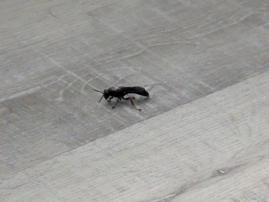 ARTERIX PEST CONTROL - Updated December 2025 - 36 Photos & 223 Reviews ...