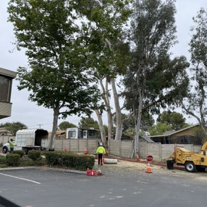 MASTER TREE SERVICES - 188 Photos & 180 Reviews - Escondido, California ...