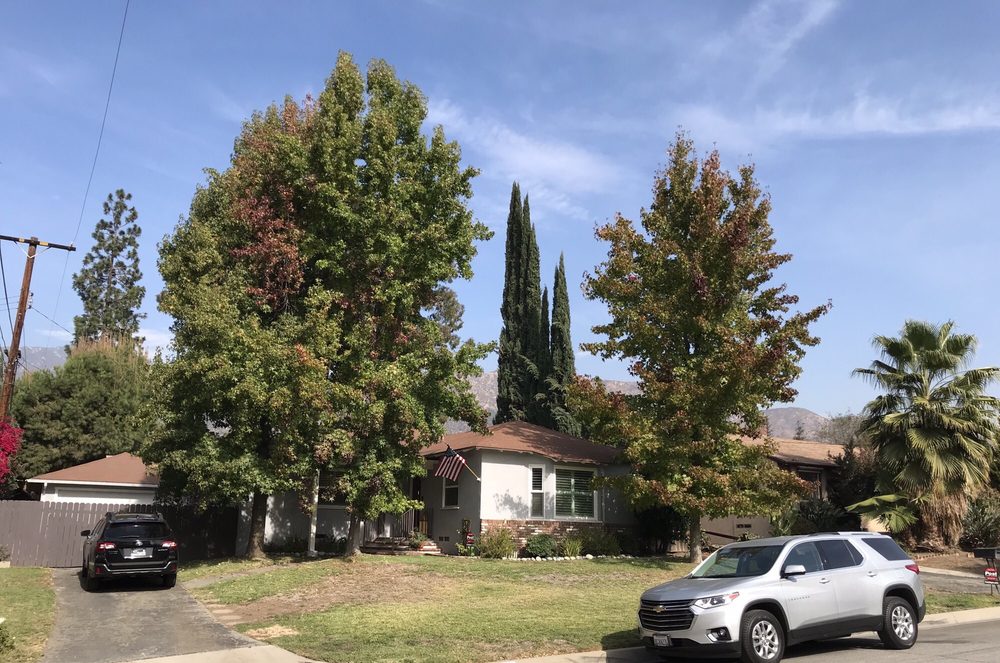 SOLANO’S TREE SERVICE & LANDSCAPING - 22 Photos & 177 Reviews - Los ...