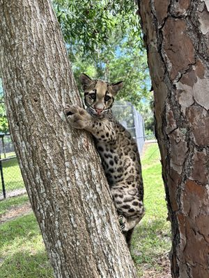 PANTHER RIDGE CONSERVATION CENTER - Updated December 2025 - 317 Photos ...