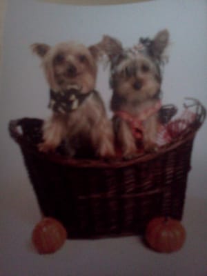 MERRICK BLVD ANIMAL HOSPITAL - Updated July 2025 - 10 Photos & 16 ...