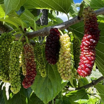 VERY MULBERRY - Updated May 2025 - 214 Photos & 41 Reviews - 501 ...