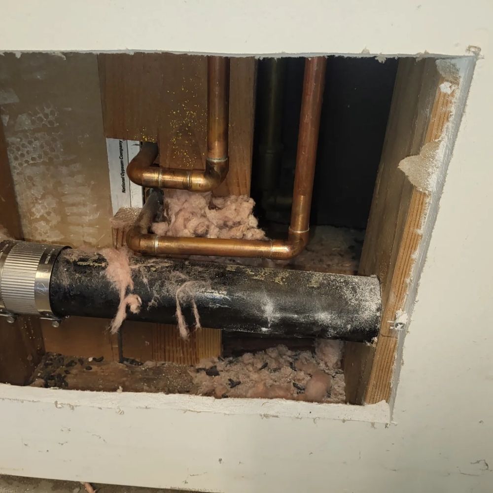 ASAP RODENT SOLUTIONS - Updated August 2024 - 141 Photos & 120 Reviews ...