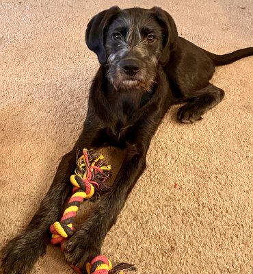 WRIGHT WAY RESCUE - 60 Photos & 162 Reviews - 5915 Lincoln Ave, Morton ...