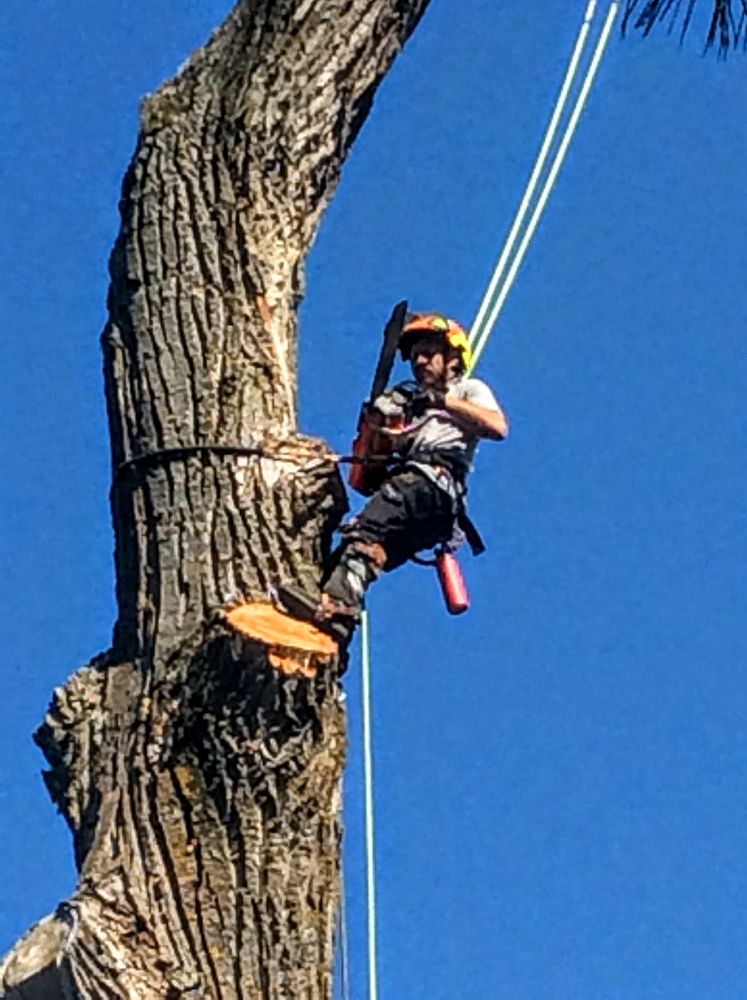 LATA TREE SERVICE - Updated August 2025 - 12 Photos - 9625 Merrimac Rd ...