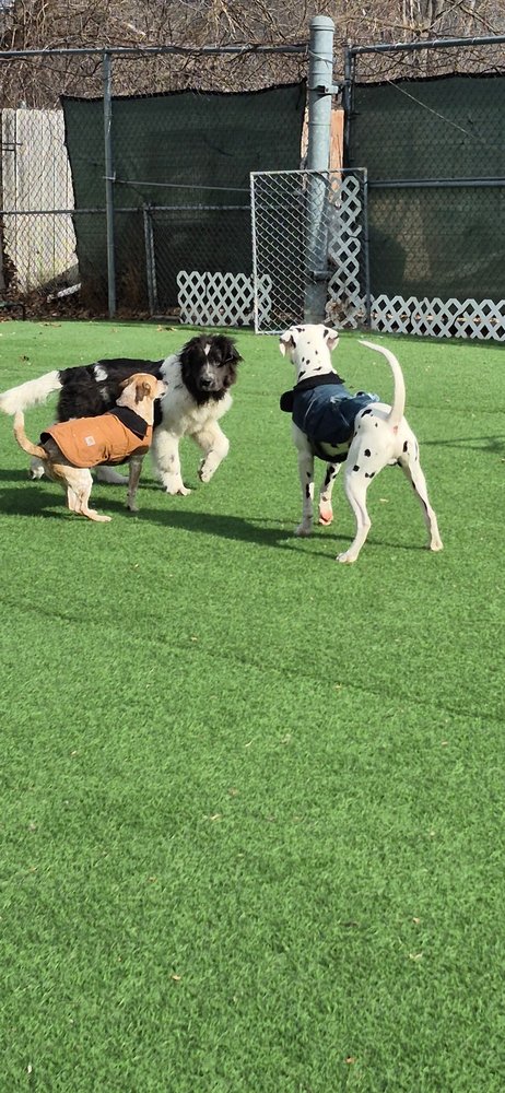 K9 CRUSH DOG DAYCARE & BOARDING - Updated October 2025 - Request Information - 2918 Progress Rd ...