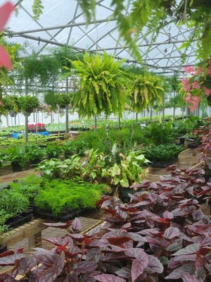 BOBO’S NURSERY & FLORIST - Updated May 2025 - 10 Photos & 10 Reviews ...