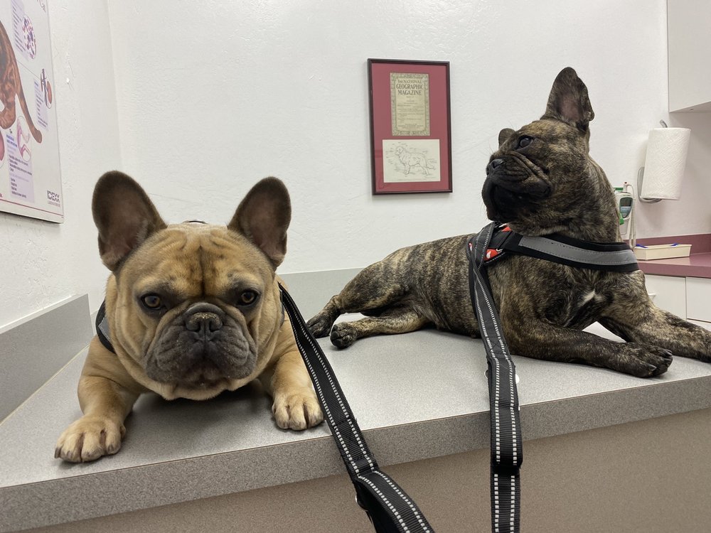 RENO ANIMAL HOSPITAL - Updated December 2025 - 22 Reviews - 6400 E Reno ...