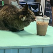 MOCHAS AND MEOWS - 77 Photos & 43 Reviews - 3265 Falls Pkwy, Branson ...
