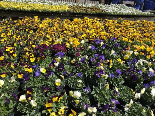 TIMOTHY’S CENTER FOR GARDENING - Updated December 2025 - 19 Photos & 32 ...