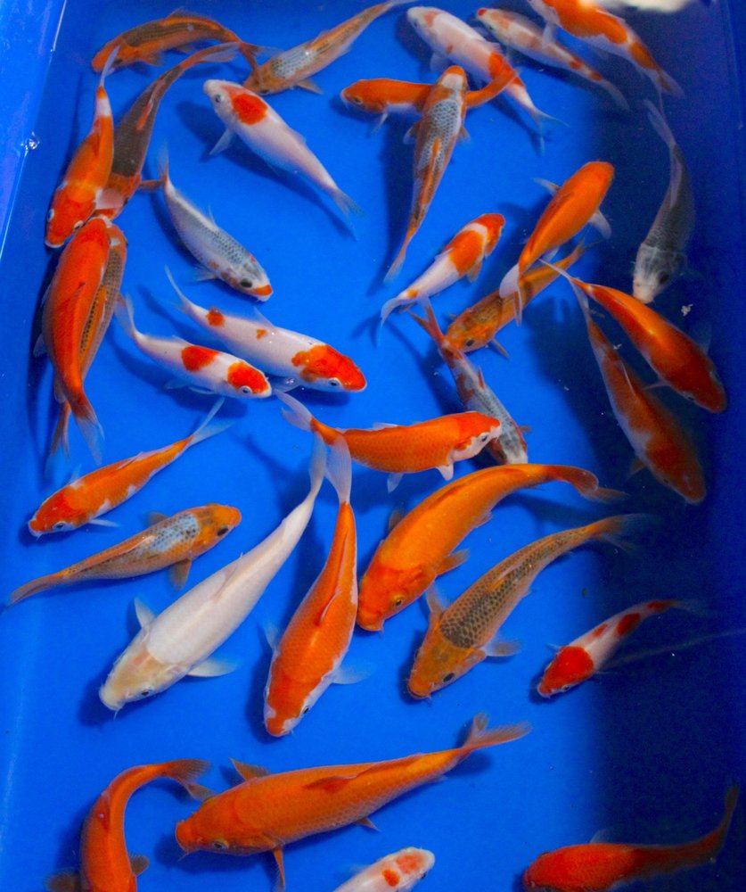 MIAMI FISH GARDEN AND HATCHERY - Updated February 2025 - 19712 NE 13th ...