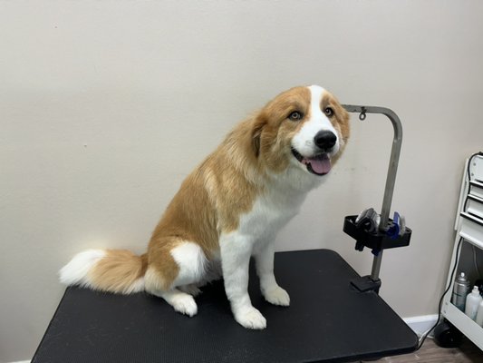 LUXE DOG GROOMING - Updated October 2025 - 15 Photos - 636 W Oak Ave ...