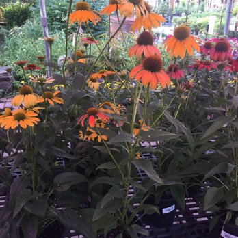 LANOHA NURSERIES - Updated June 2024 - 28 Photos & 36 Reviews - 19111 W ...