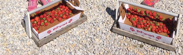 STOKES BERRY FARM - Updated October 2025 - 15 Photos - 2822 Center Rd ...