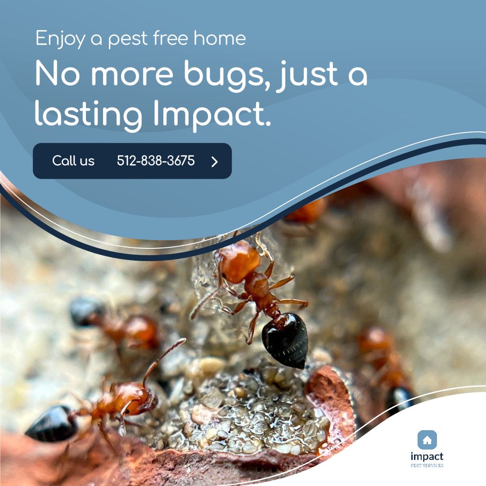 IMPACT PEST SERVICES - Updated September 2025 - 74 Photos ...