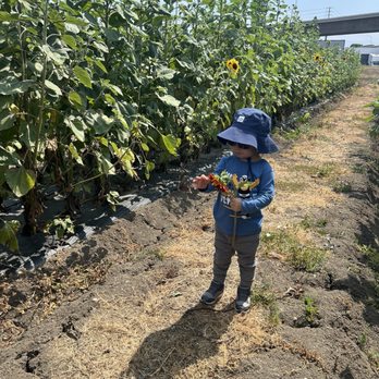 HANA FIELD BY TANAKA FARMS - Updated October 2025 - 505 Photos & 231 ...