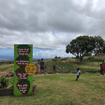 KULA COUNTRY FARMS - Updated April 2025 - 995 Photos & 129 Reviews ...