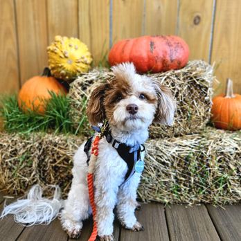 COCO AND HAZEL - Updated April 2025 - 157 Photos & 69 Reviews - 2733 ...