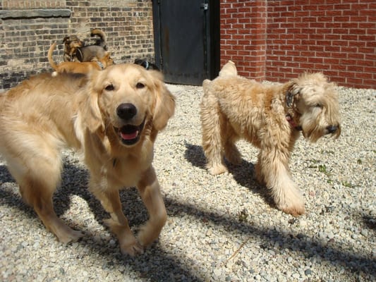 CANINE CREWS - Updated May 2024 - 43 Photos & 137 Reviews - 1616 N ...