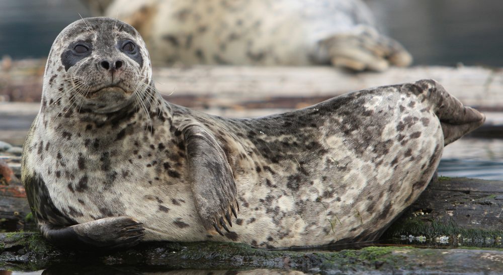 OLYMPIC OUTDOOR CENTER - Updated October 2025 - 54 Photos & 45 Reviews ...