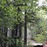 ALLIANCE REDWOODS CONFERENCE GROUNDS - 90 Photos & 37 Reviews - 6250 ...