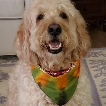 MSPCA ANGELL - Updated June 2024 - 82 Photos & 715 Reviews - 350 S ...