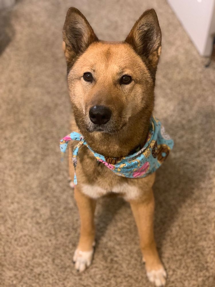 K-9 DESIGN - Updated December 2025 - 10 Photos & 24 Reviews - 1211 N Lp ...