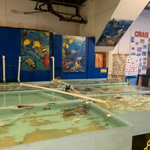 ALIOTO LAZIO FISH COMPANY - 58 Photos & 86 Reviews - 440 Jefferson St ...