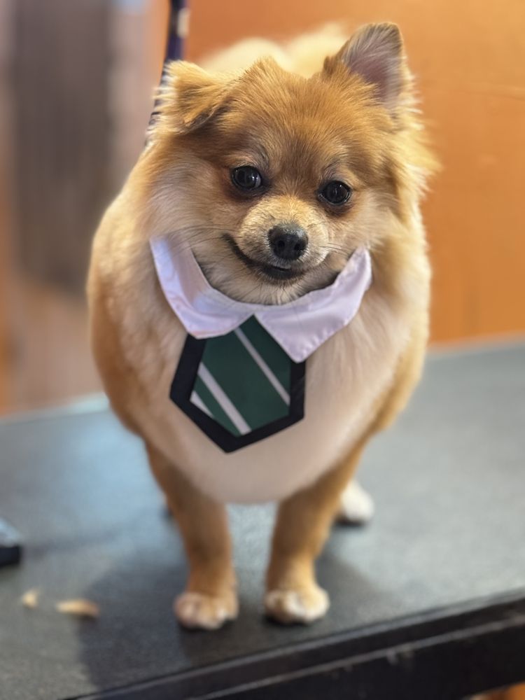 SPLISH SPLASH DOG DAYCARE TRAINING& RESORT - Updated December 2025 - 37 ...