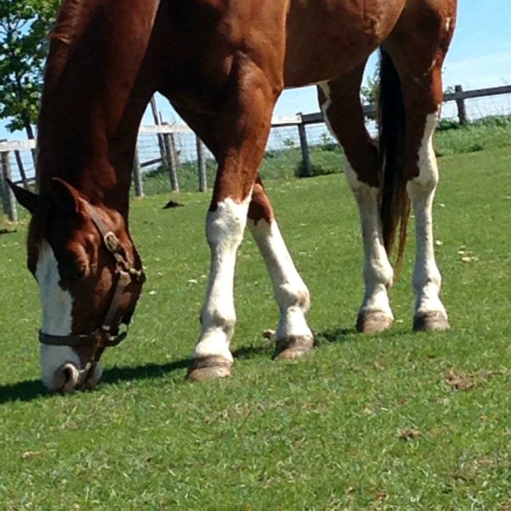 A E BREEDING FARMS - Updated December 2024 - 19619 McCowan Road, Mount ...