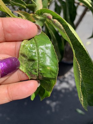 MADDOCK RANCH NURSERY - Updated October 2025 - 21 Photos & 24 Reviews ...