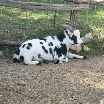 SCREAMING GOAT YARD & TAP - Updated December 2025 - 439 Photos & 294 ...