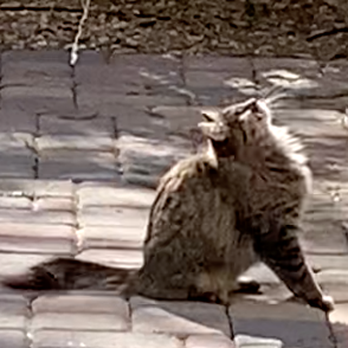 ARIZONA HUMANE SOCIETY - SOUTH MOUNTAIN CAMPUS - Updated May 2025 - 118 ...