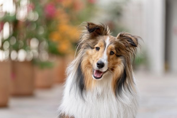 SARAH DEREMER DOGTOGRAPHER - Updated October 2025 - 149 Photos & 20 ...