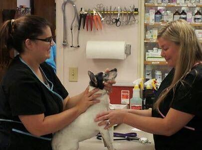 LARGO VETERINARY HOSPITAL - Updated October 2025 - 29 Photos & 41 Reviews - 1120 Starkey Rd ...