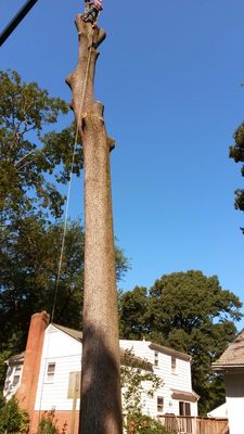 JL TREE SERVICE - 78 Photos & 122 Reviews - 10395 Democracy Ln, Fairfax ...