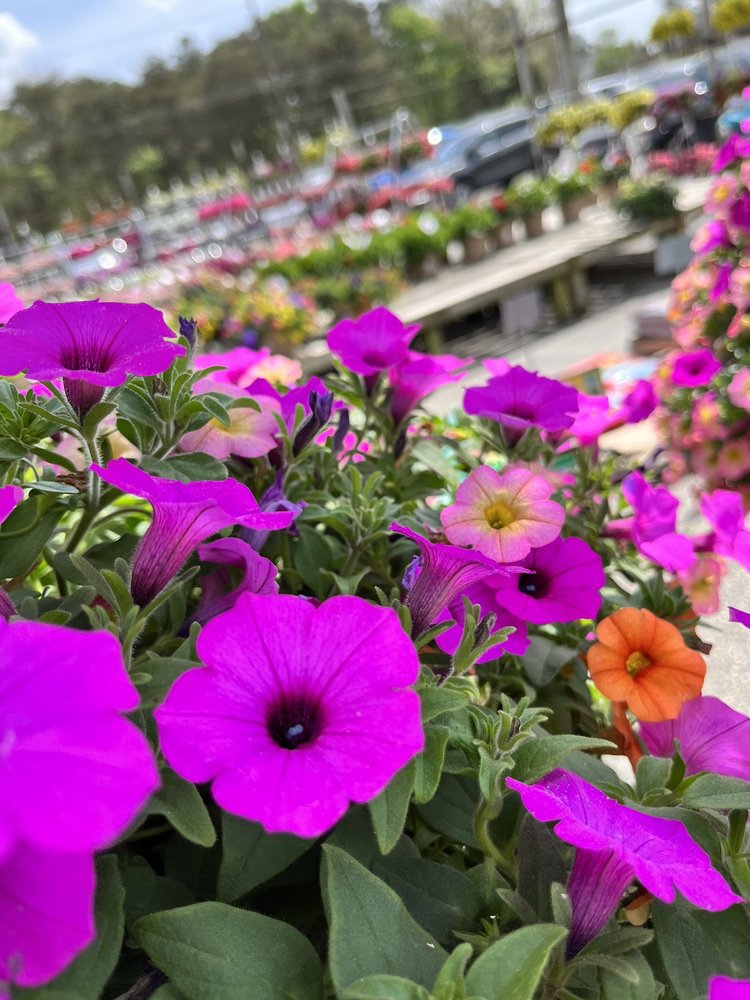 DAMBLY’S GARDEN CENTER - Updated May 2025 - 19 Photos & 25 Reviews - 51 ... DAMBLY’S GARDEN CENTER - Updated May 2025 - 19 Photos & 25 Reviews - 51 ...