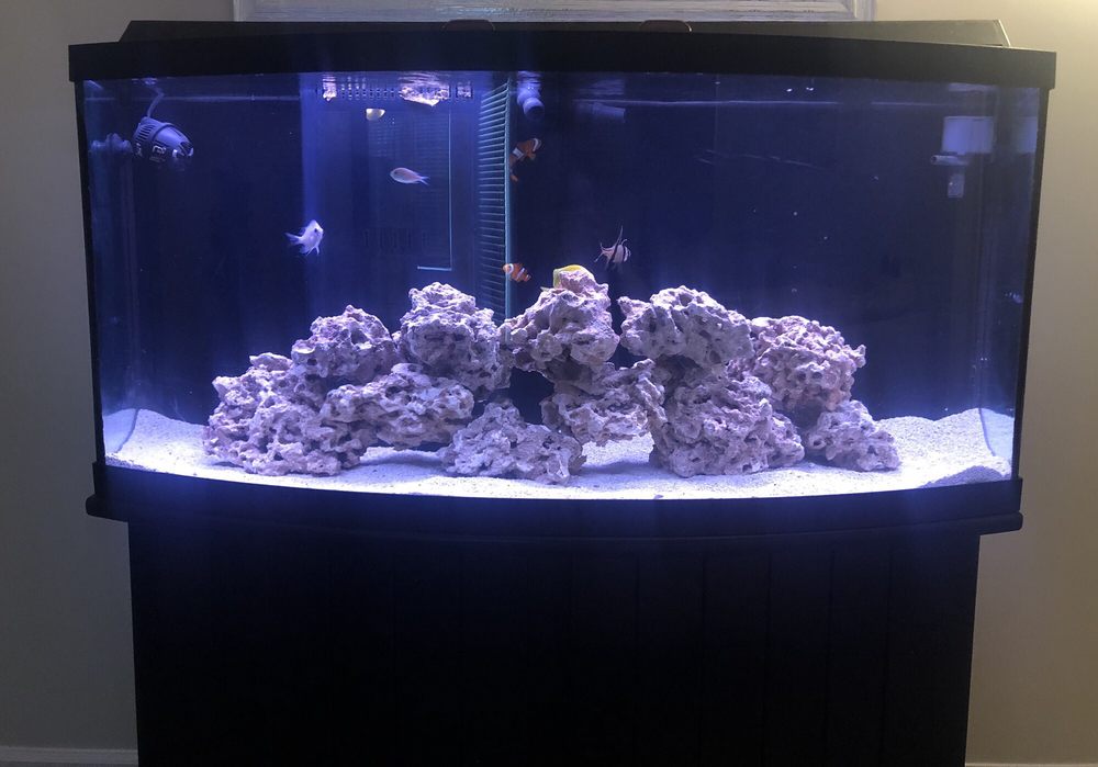 THE FISH ROOM - 24 Reviews - Raleigh, North Carolina - Pet Stores ...